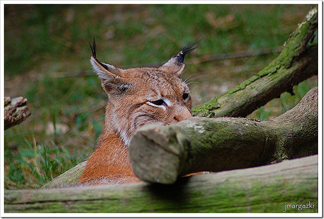 jmargazki.....: BASONDO: Refugio de fauna de Urdaibai
